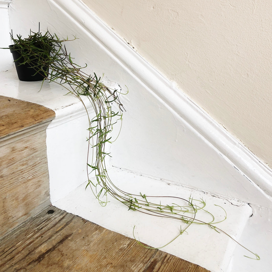 How To Care For String of Needles House Plant - Kiss Kiss Heart